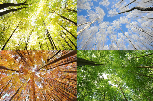 Mintenz – Natural Cosmetics